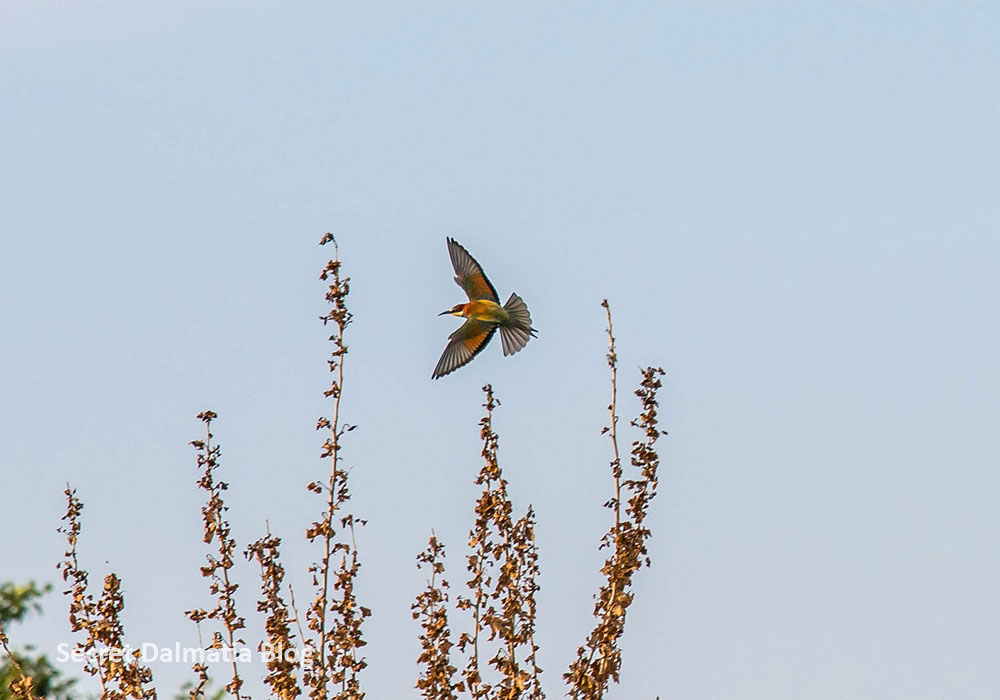 European bee-eater in Croatia - Secret Dalmatia Blog - Travel ...